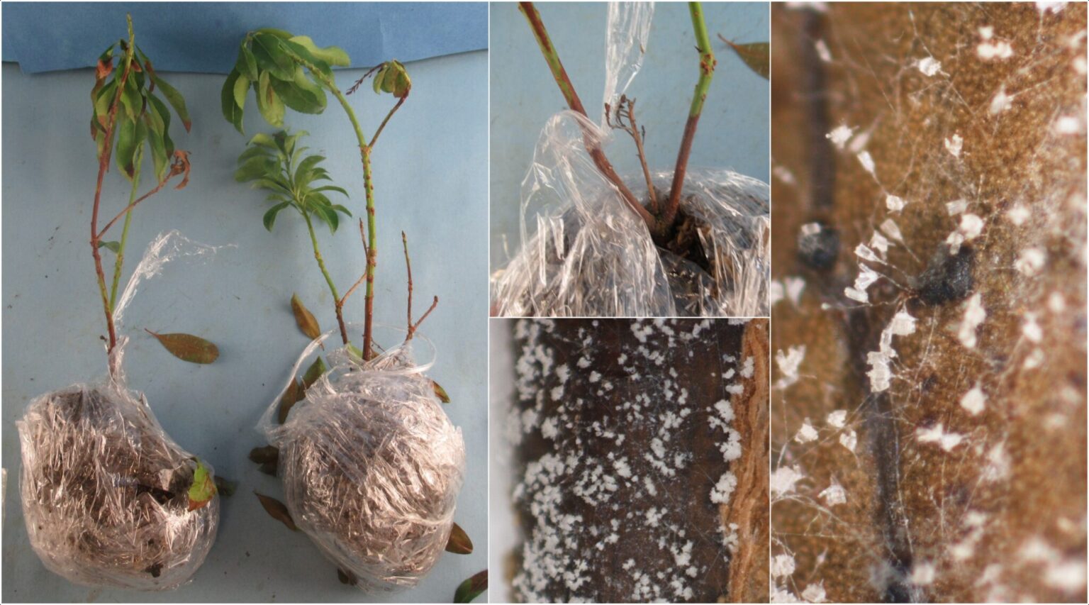 Purdue Landscape Report – Resources for landscapes and gardens in the ...