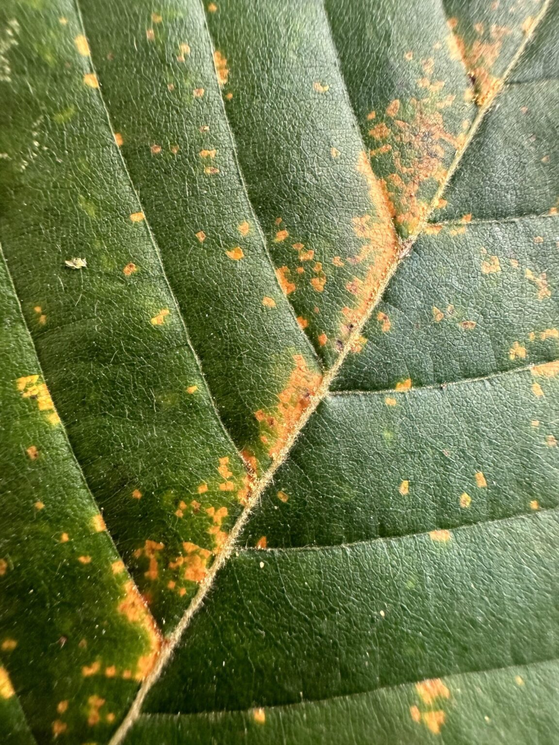 Hornbeam Rust: An emerging rust disease in the US