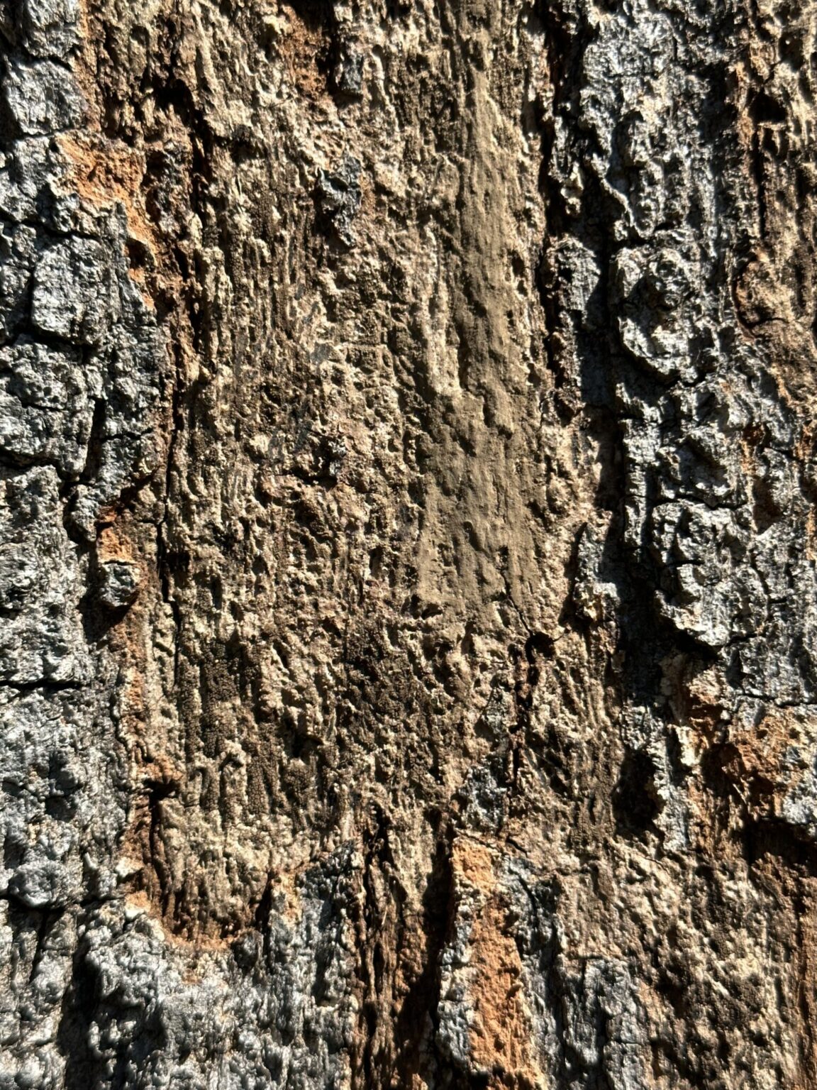 Hypoxylon Canker of Hardwoods