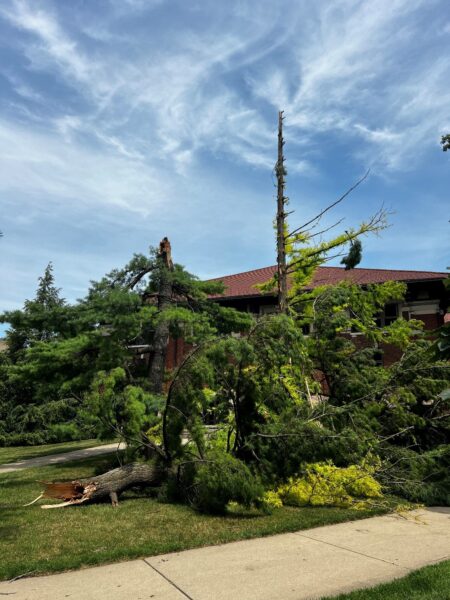 Tips for Dealing with Storm-Damaged Trees