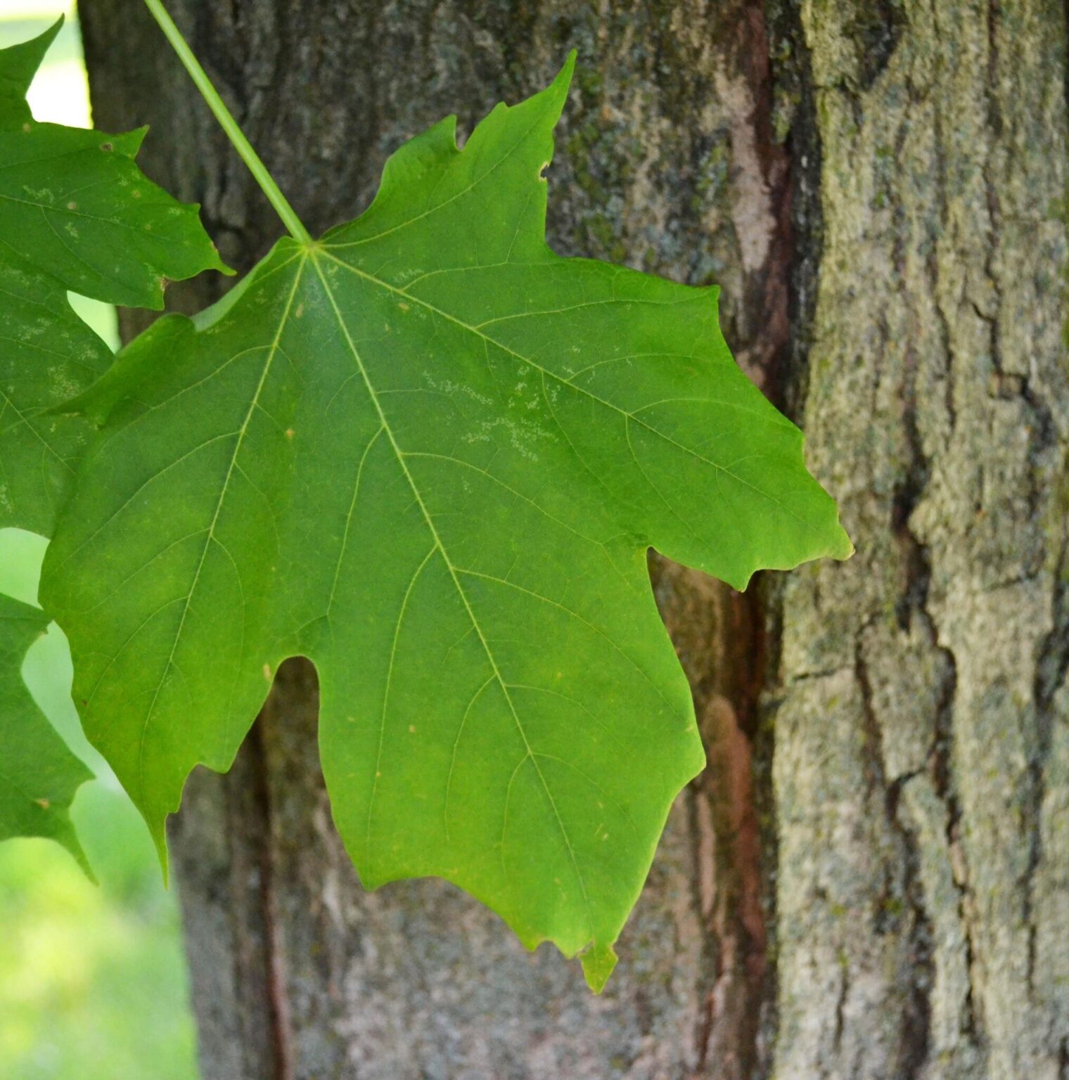Distinguishing Between Norway, Sugar, and Black Maples