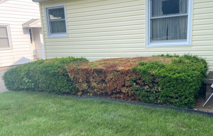 What’s Killing My Yews? Top Problems and How to Prevent Them