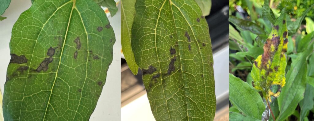 When purple coneflowers are not purple: Aster Yellows and Eriophyid mites