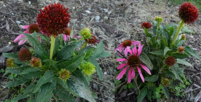 When purple coneflowers are not purple: Aster Yellows and Eriophyid mites
