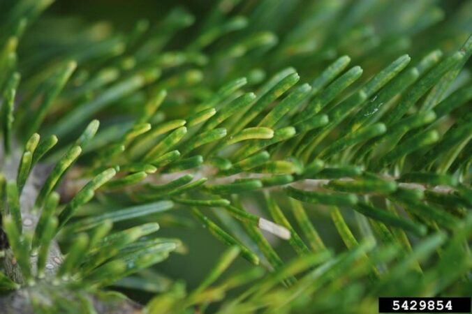 Cryptomeria scale on Christmas trees