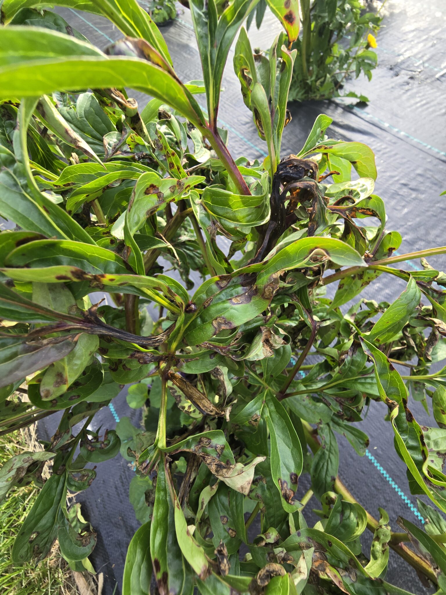Bacterial Blight of Peony