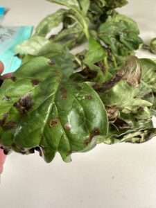 Bacterial Blight of Peony